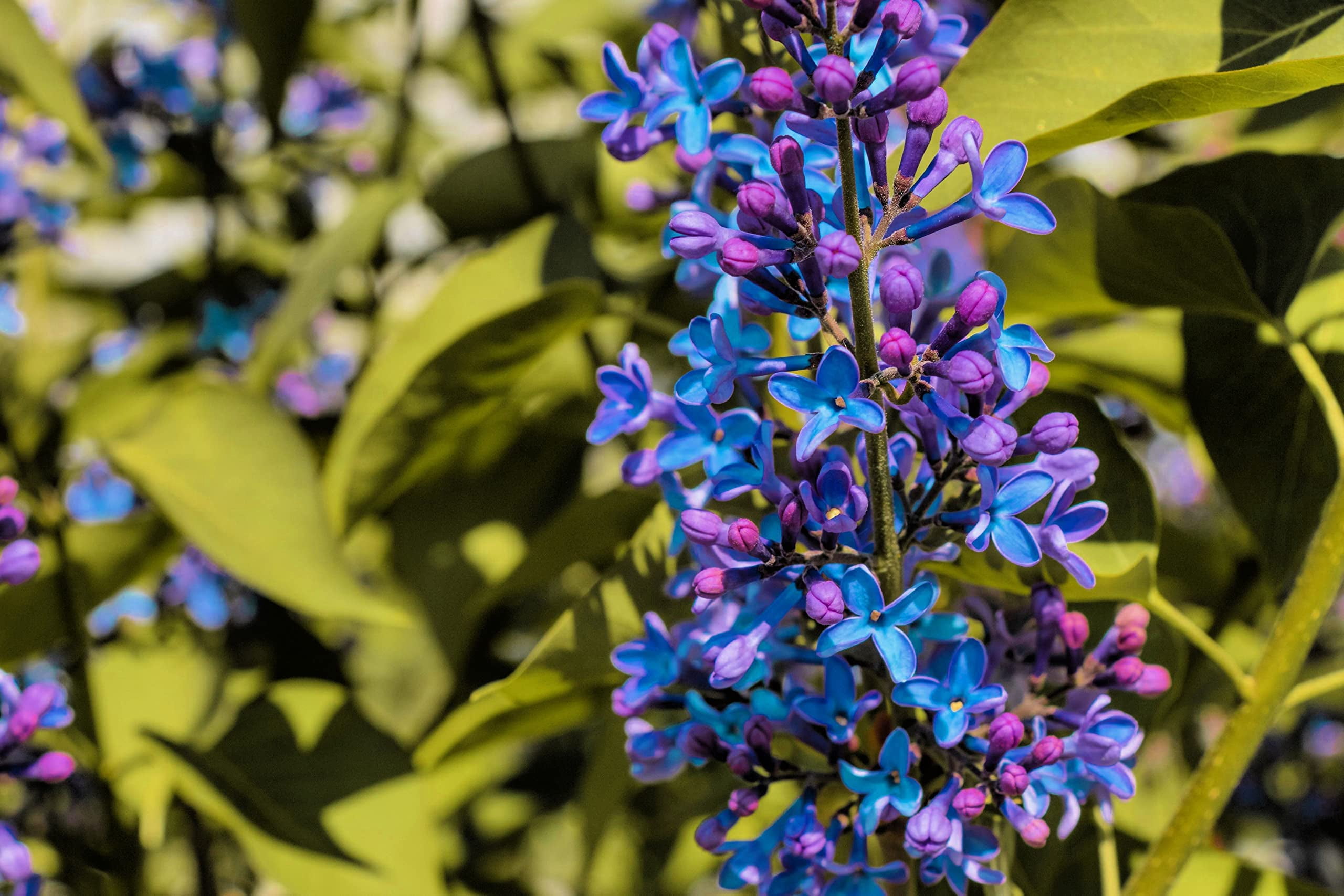 CZ Grain - 40 Floral Purple Lilac Seeds for Planting, Stunning Purple ...
