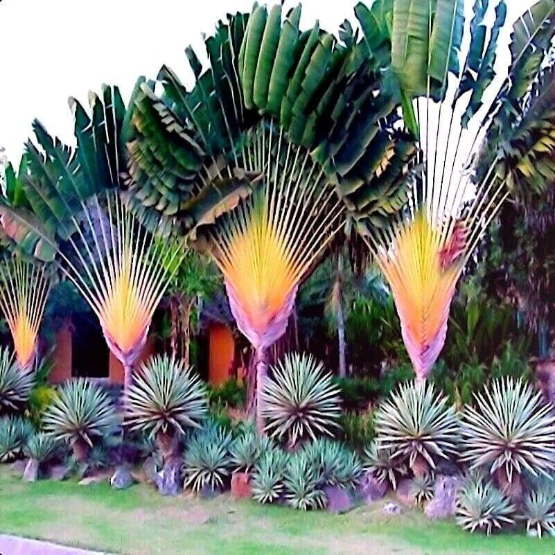 CZ Grain, 5 Travelers Palm Tree Seeds, Exotic Bonsai, Easy to Grow, Fan ...