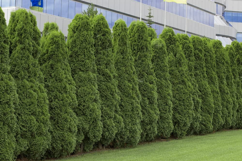 CZ Grain 50 American Arborvitae Tree Seeds - Walmart.com