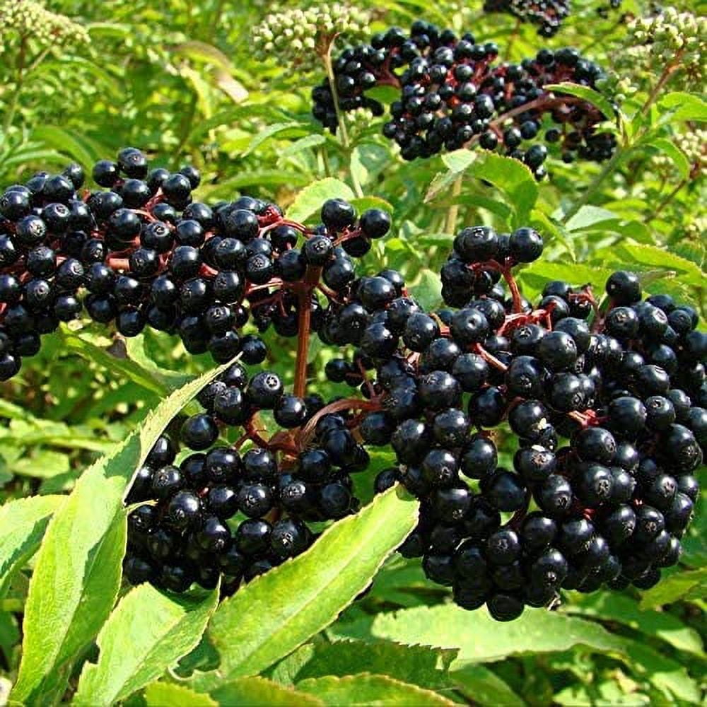 CZ Grain 50 American Elderberry Plant Seeds, Edible Fruit and Flowers ...