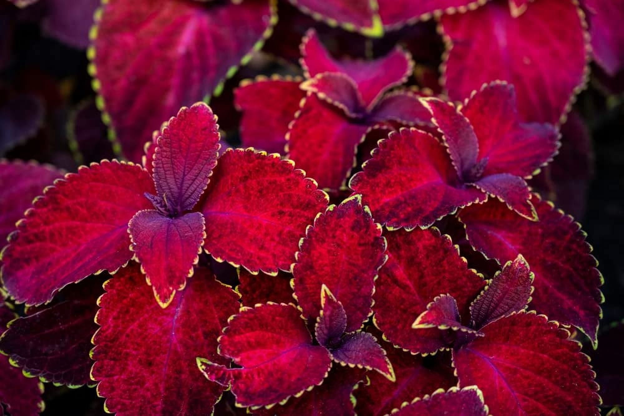 CZ Grain 50 Coleus Red Velvet Plant Seeds, Inside Bonsai Trees ...