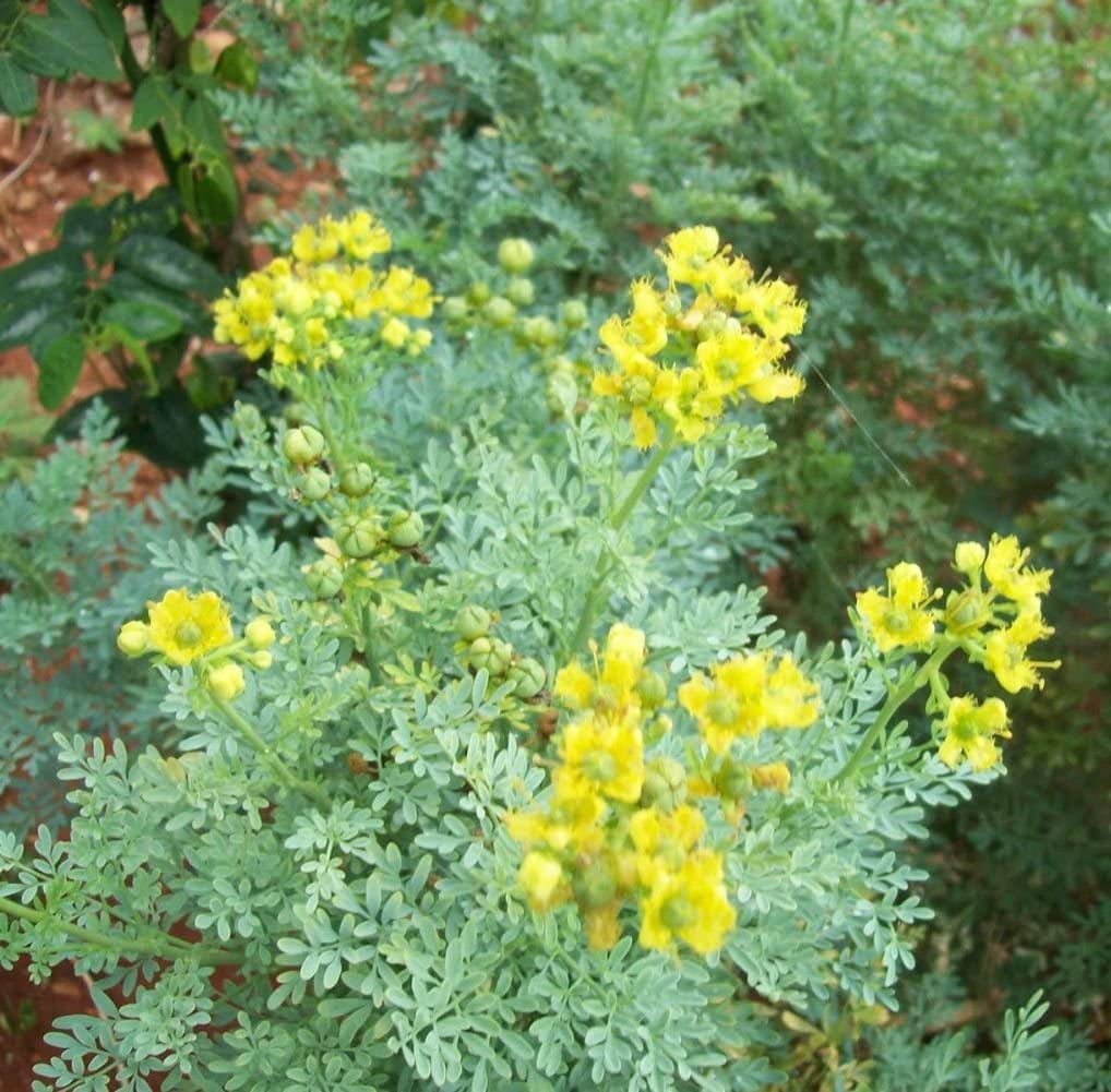 CZ Grain Common Rue Plant Seeds, Medicinal Herb, Heat and Drought ...