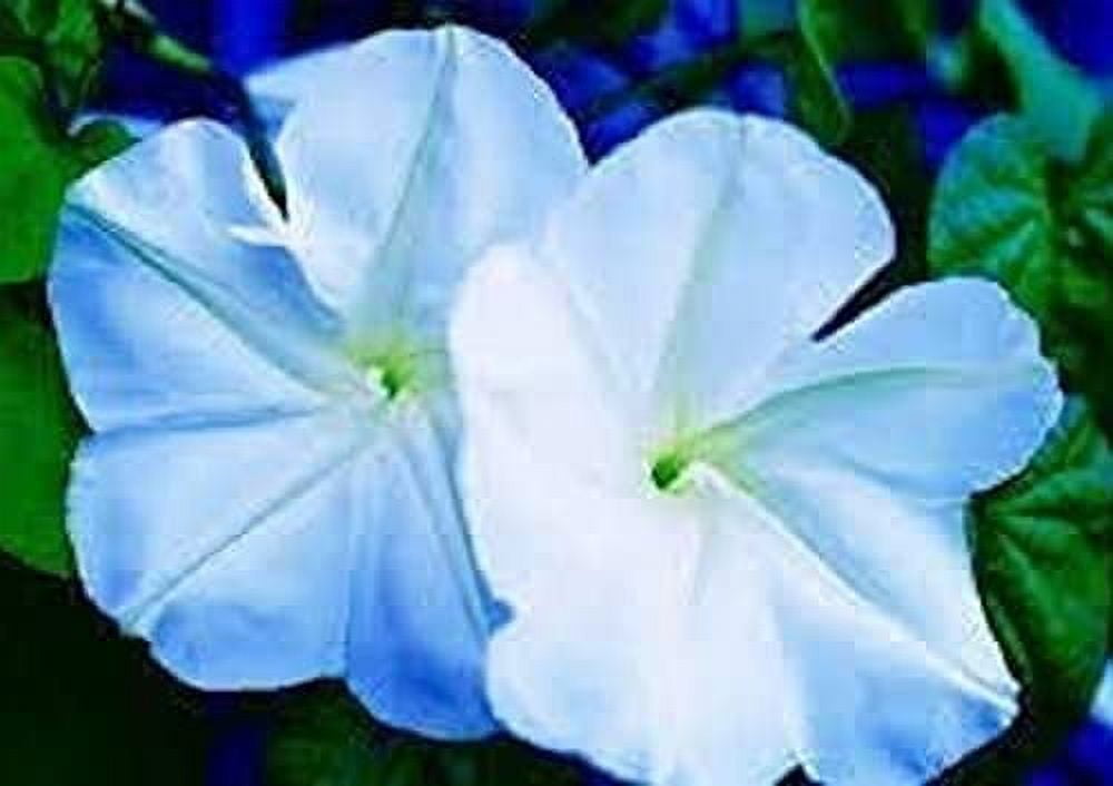 50 Moonflower Seeds, Night Blooming Annual Flower, Exotic Night ...