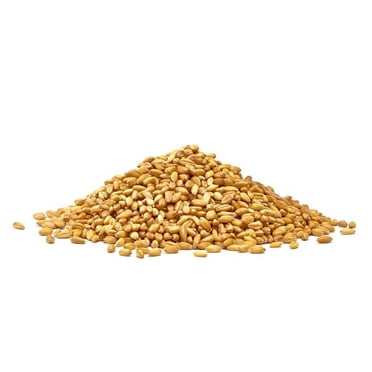 Montezuma Oat Seeds - 1 OZ ~900 Seeds - Non-GMO, Open Pollinated Oats ...