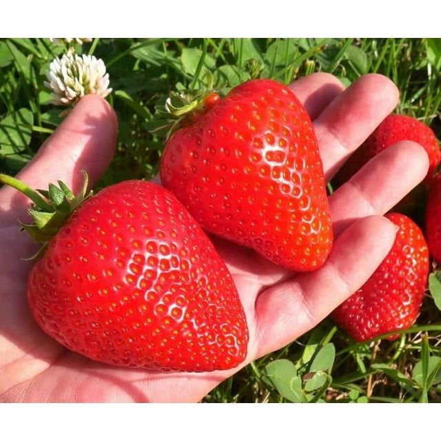 All Star Live Strawberry Plants - 10 Pack of Giant Bare Root Plants ...