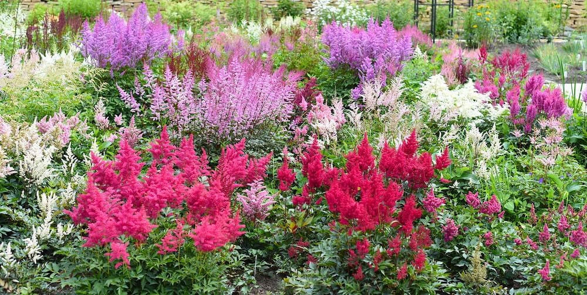 Astilbe Lilac Flower Bulbs for Planting 1 Bulb - Walmart.com