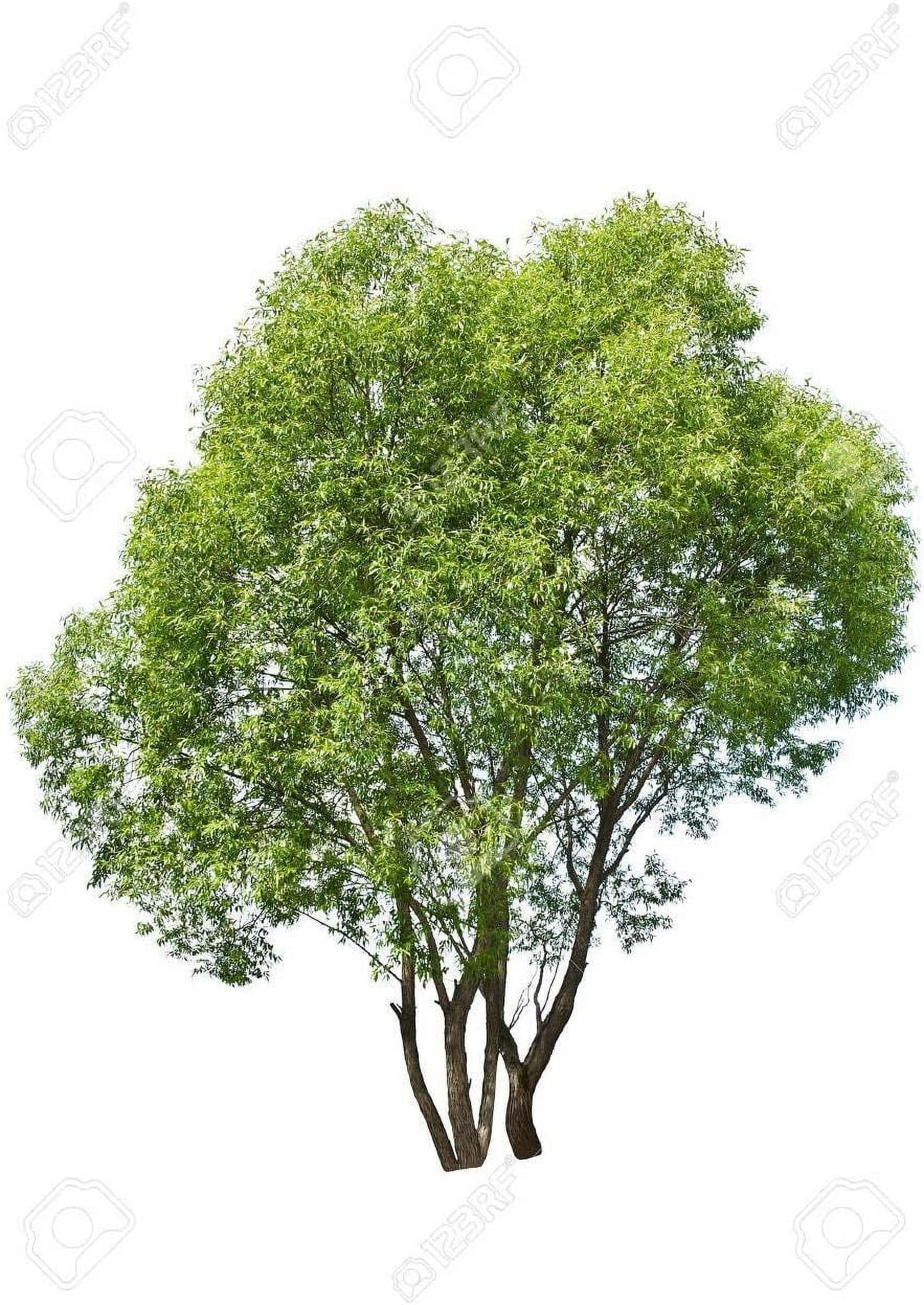 CZ Grain Aussie Willow Live Tree - Walmart.com
