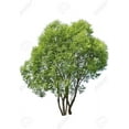 CZ Grain Aussie Willow Live Tree - Walmart.com