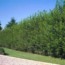 HHO, Hybrid Willow Live Tree, Austree, Fast-Growing 15 ft Year 1 ...