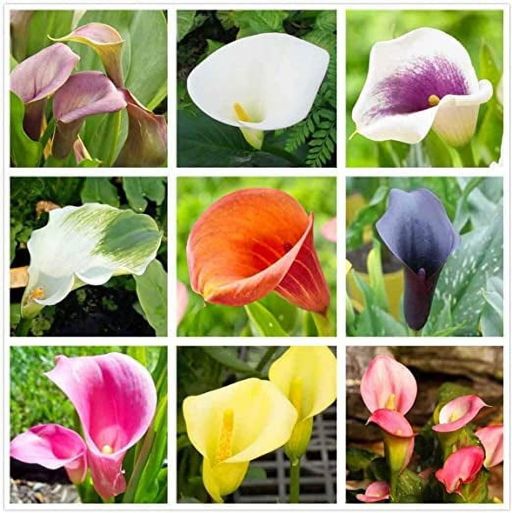 CZ Grain Calla Lily Bulbs, 6 Count, Garden and Container Blooms ...