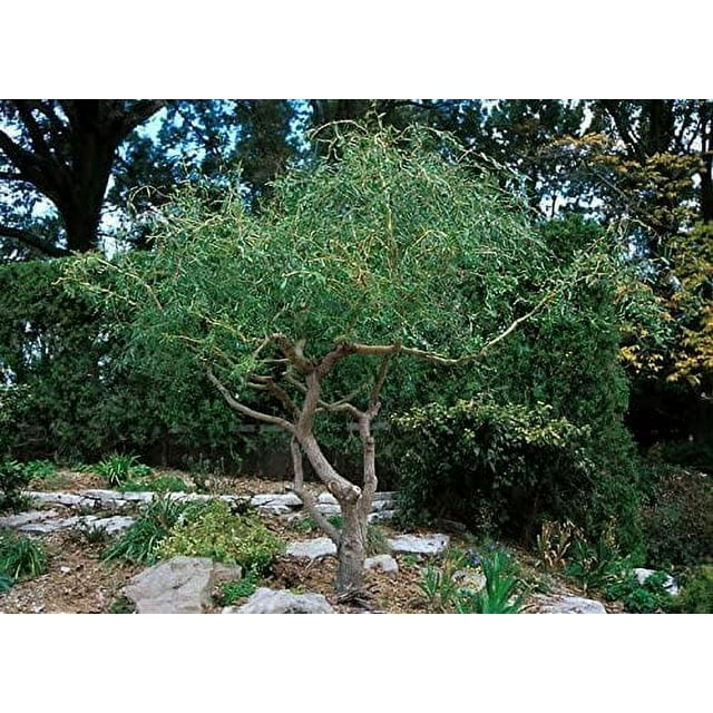 2 Live Corkscrew Willow Tree Cuttings - Distinctly Curled Branches and ...
