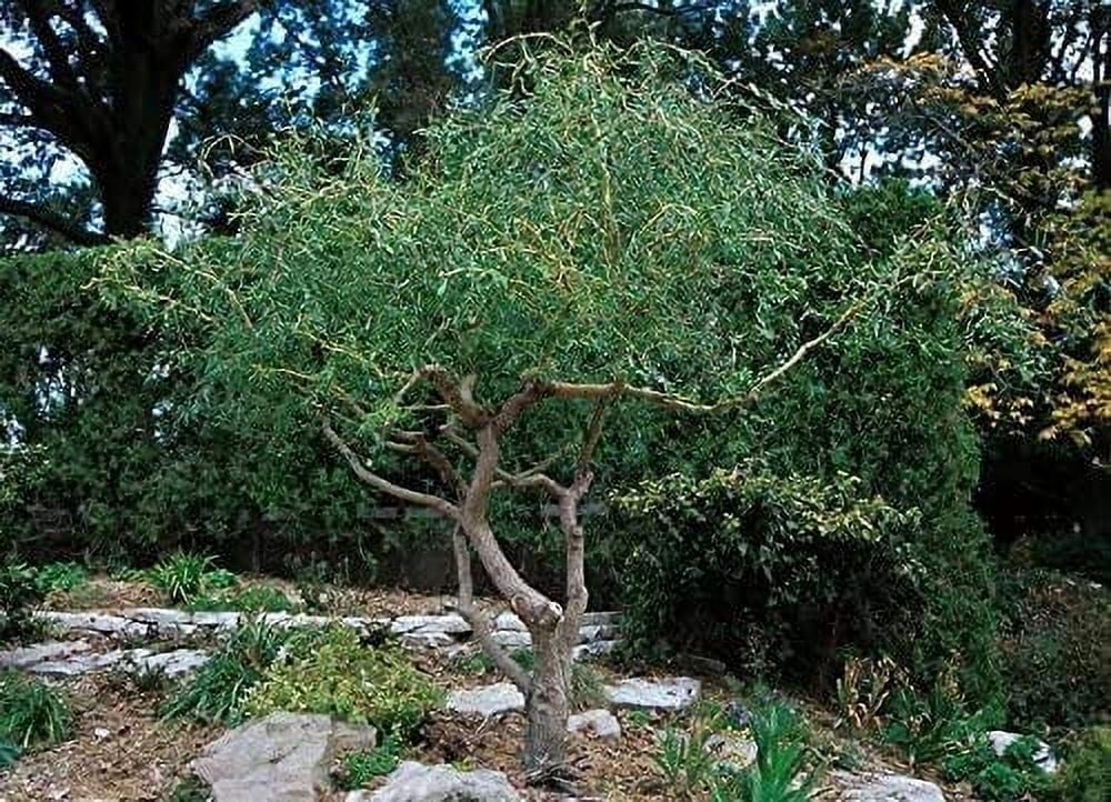 20 Corkscrew Willow Tree Cuttings - Fast Growing Trees for Privacy or ...