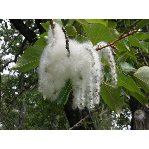 CZ Grain Cottonwood Tree Cuttings, Fast Growing Native Hardy Shade ...