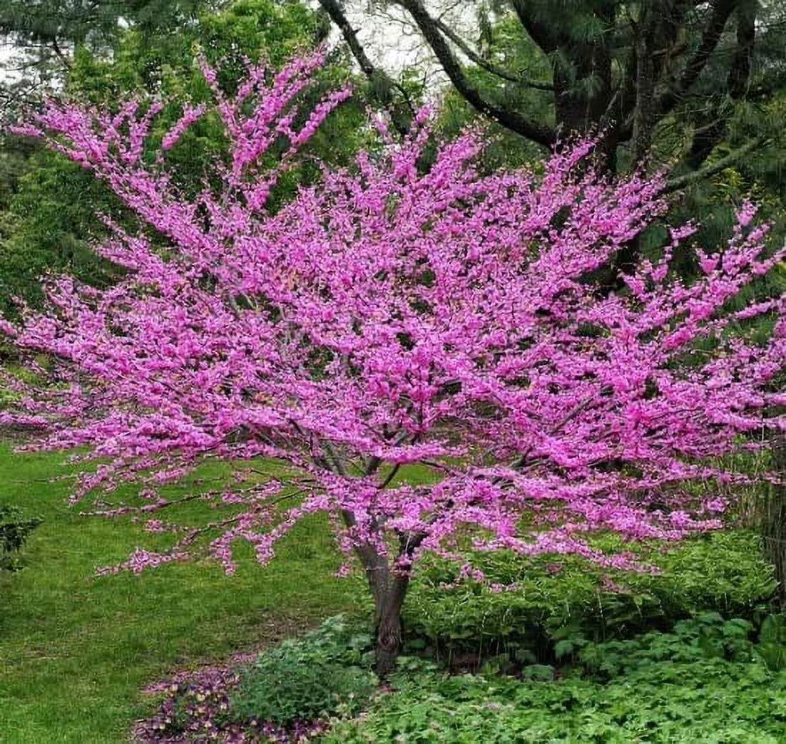 CZ Grain Eastern Redbud Seedlings Live Plants (2 Count) - Walmart.com