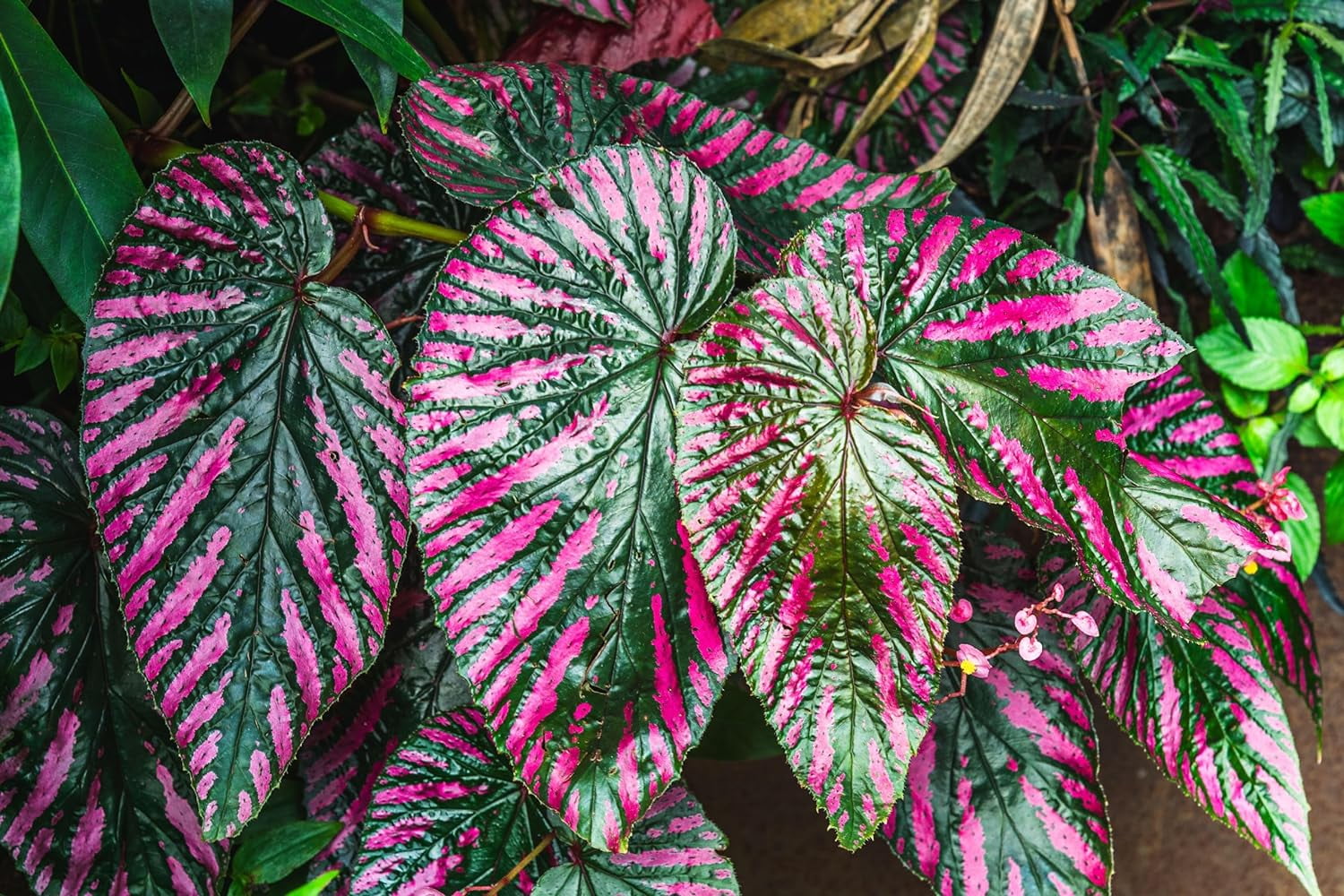 Festiva Caladium - Fancy Pink & Green Bulbs for Outdoor Planting, Mixed ...