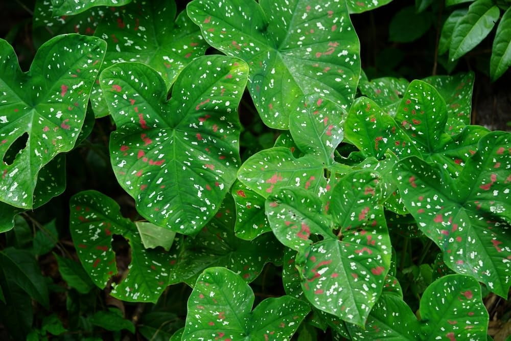 CZ Grain Florida Clown Caladium Plant Bulbs (6 Count), Stunning Color ...