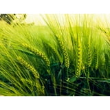 CZ Grain Food Plot Seeds for Planting - Grow Food for Deer, Turkey, Elk ...