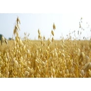 Wheat Cover Crop Seeds - Non-GMO Winter Wheat - Deer & Turkey Food Plot ...