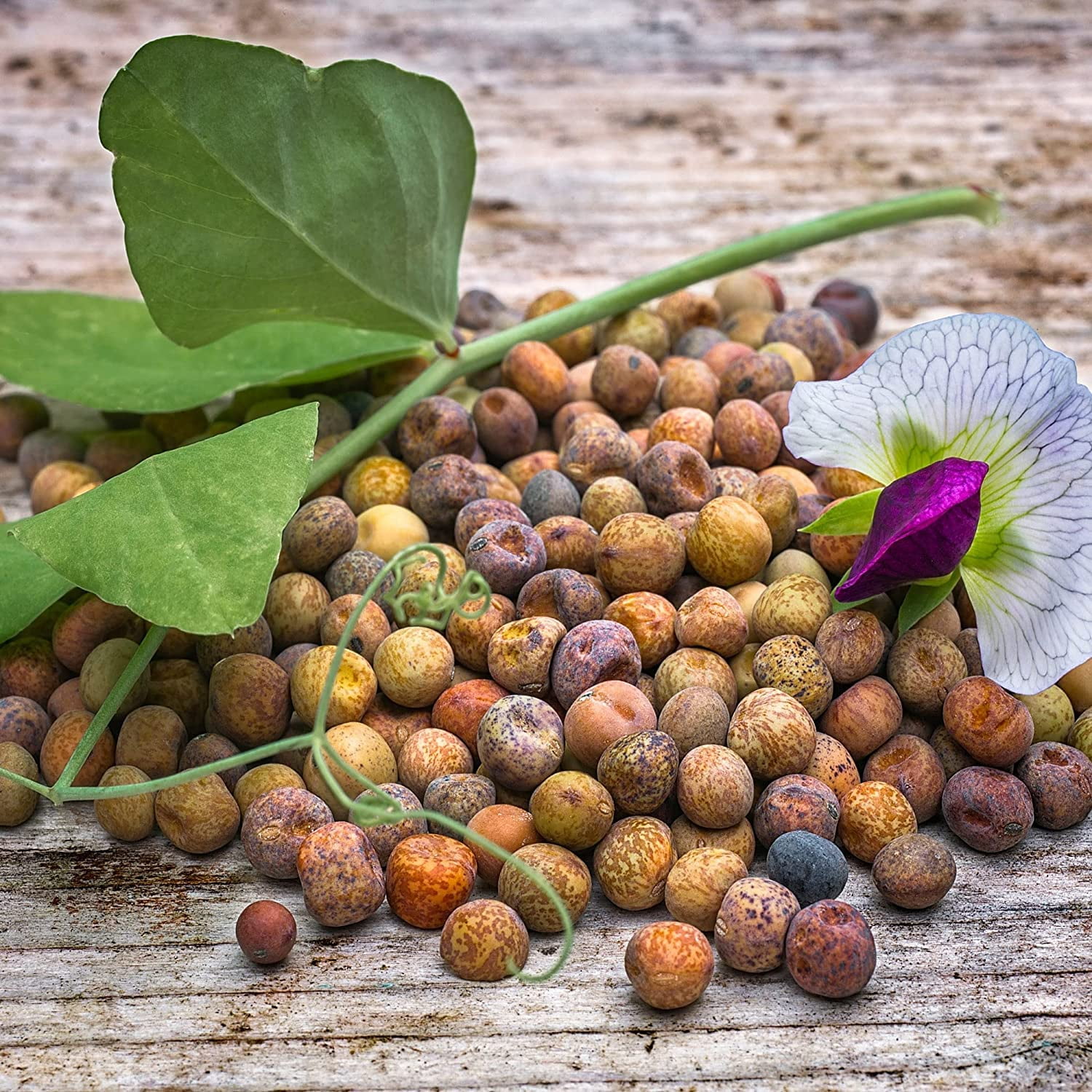 CZ Grain Food Plot Seeds for Planting - Grow Food for Deer, Turkey, Elk ...