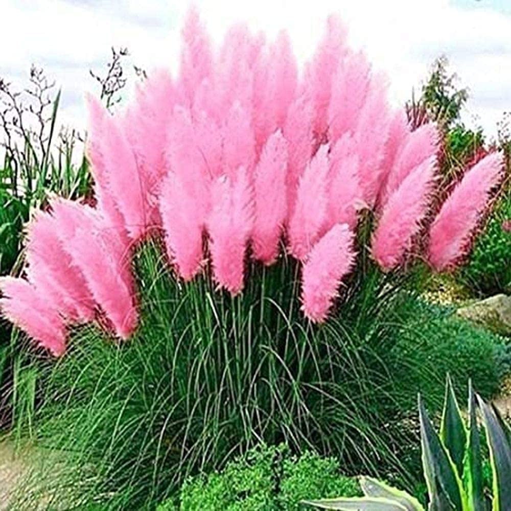 CZ Grain Giant Pink Pampas Grass Seeds, 500 Seeds, Ornamental Grass, 10 ...
