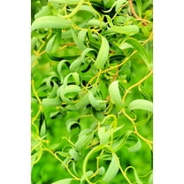 Gold Weeping Curly Willow Tree Cutting - Rarest of All Willows - Grow ...