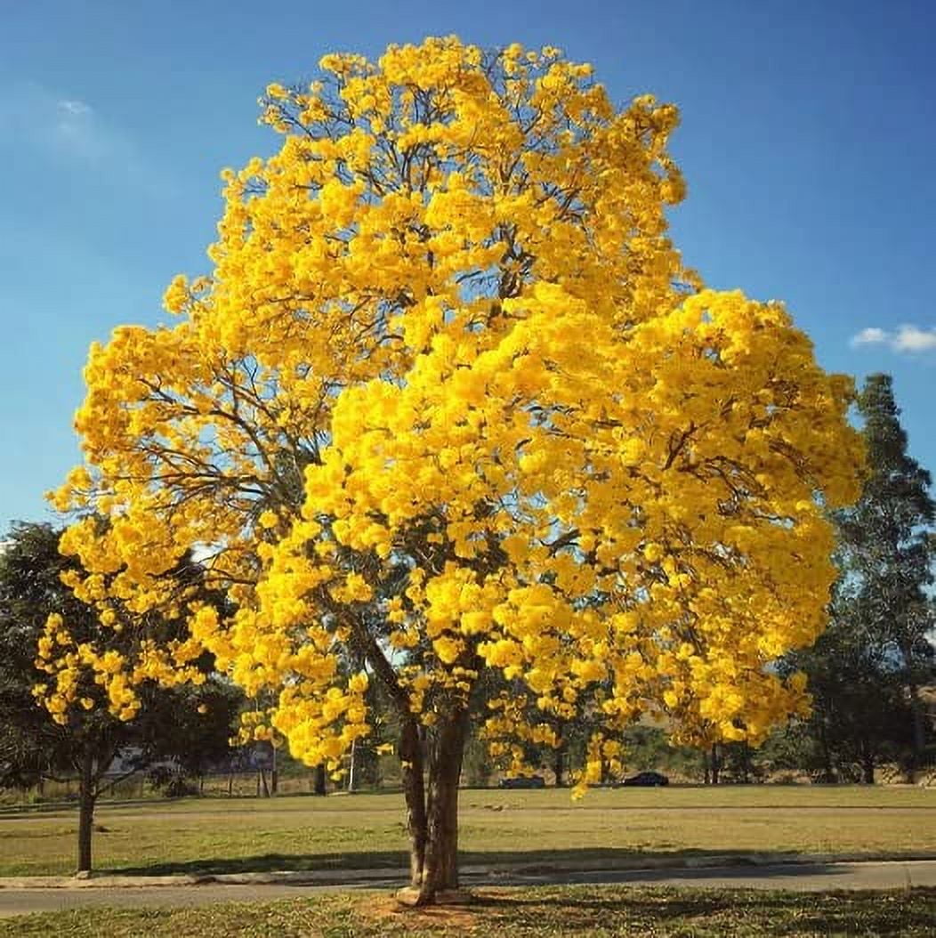 CZ Grain Golden Trumpet Tree Plant Seeds (50 Pack), Semi-Evergreen ...
