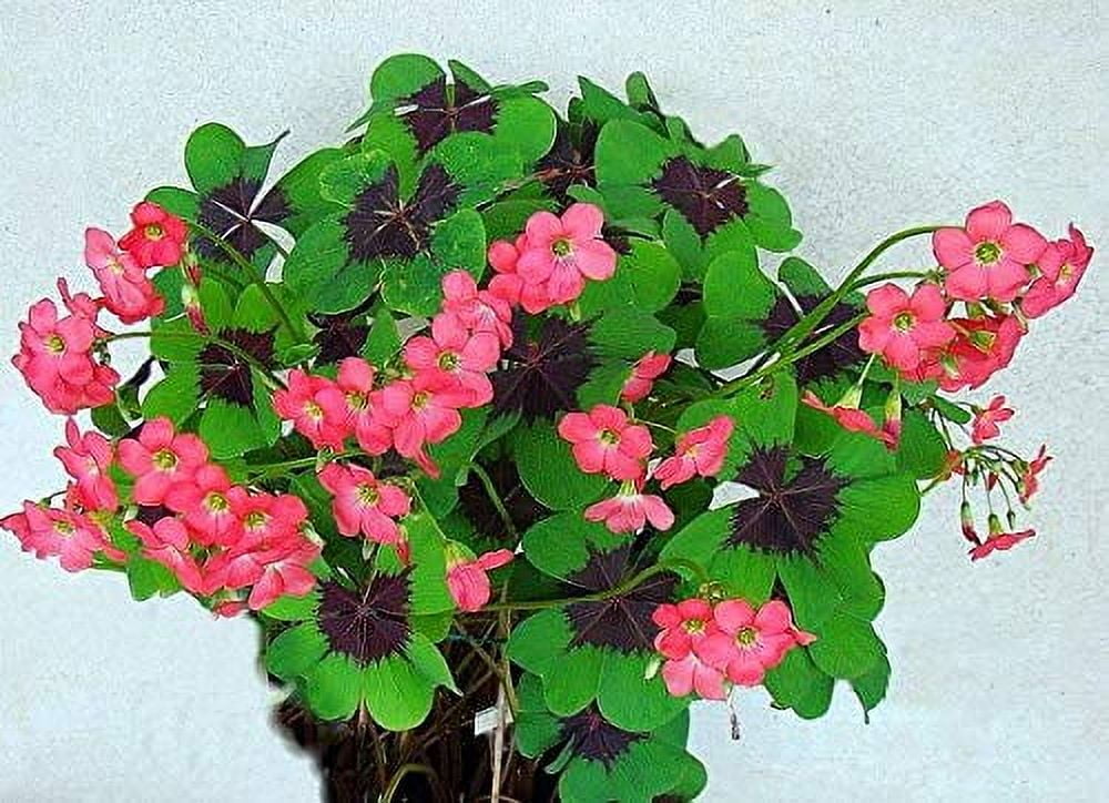CZ Grain Iron Cross Shamrock Bulbs, Good Luck Oxalis Bulbs 5 Count ...