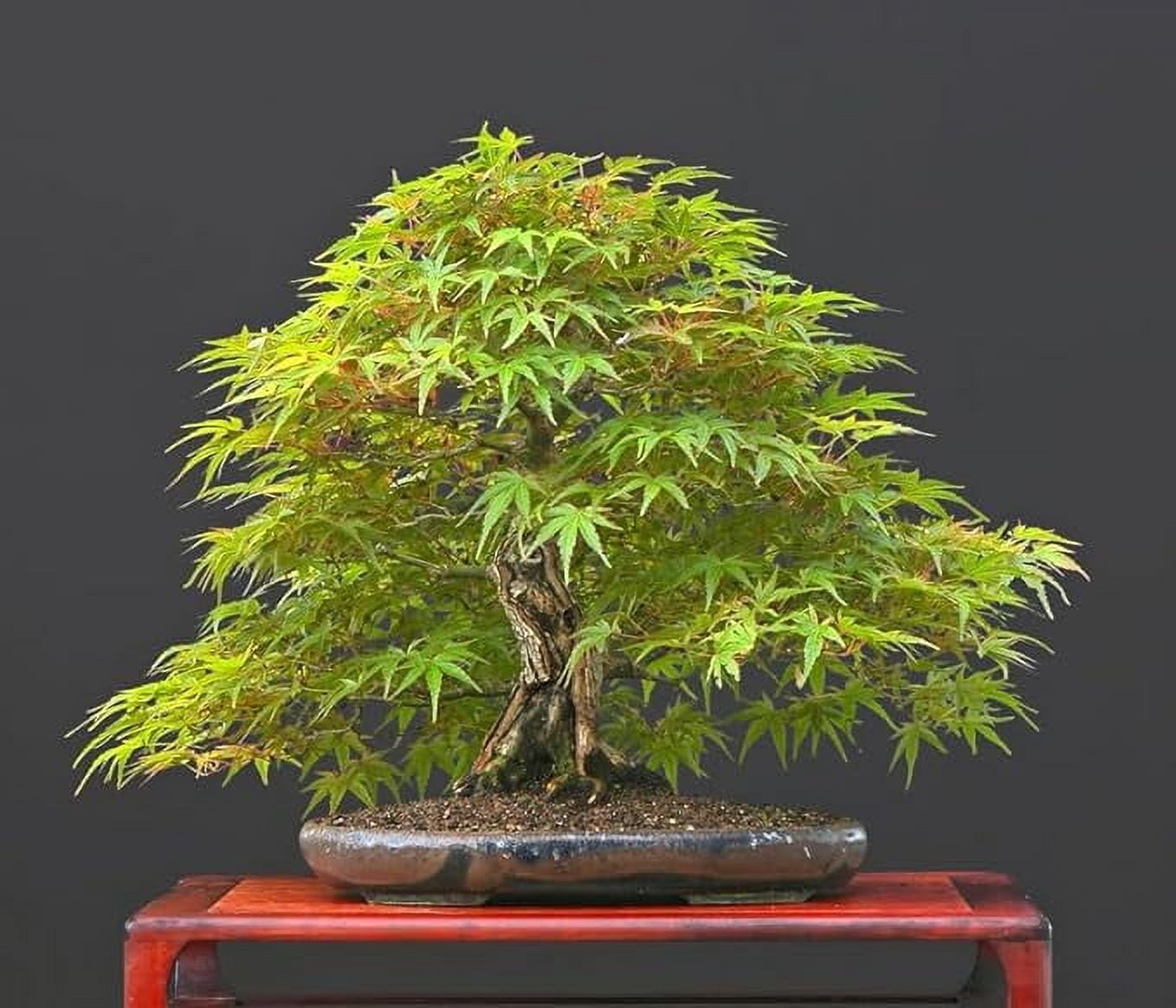 CZ Grain Japanese Maple Live Tree - Walmart.com