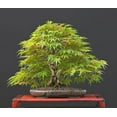 CZ Grain Japanese Maple Live Tree - Walmart.com
