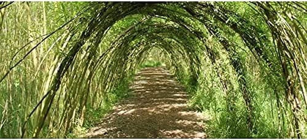Fast Planting - Grow a Willow Structure with 20 Hybrid Willow Trees ...