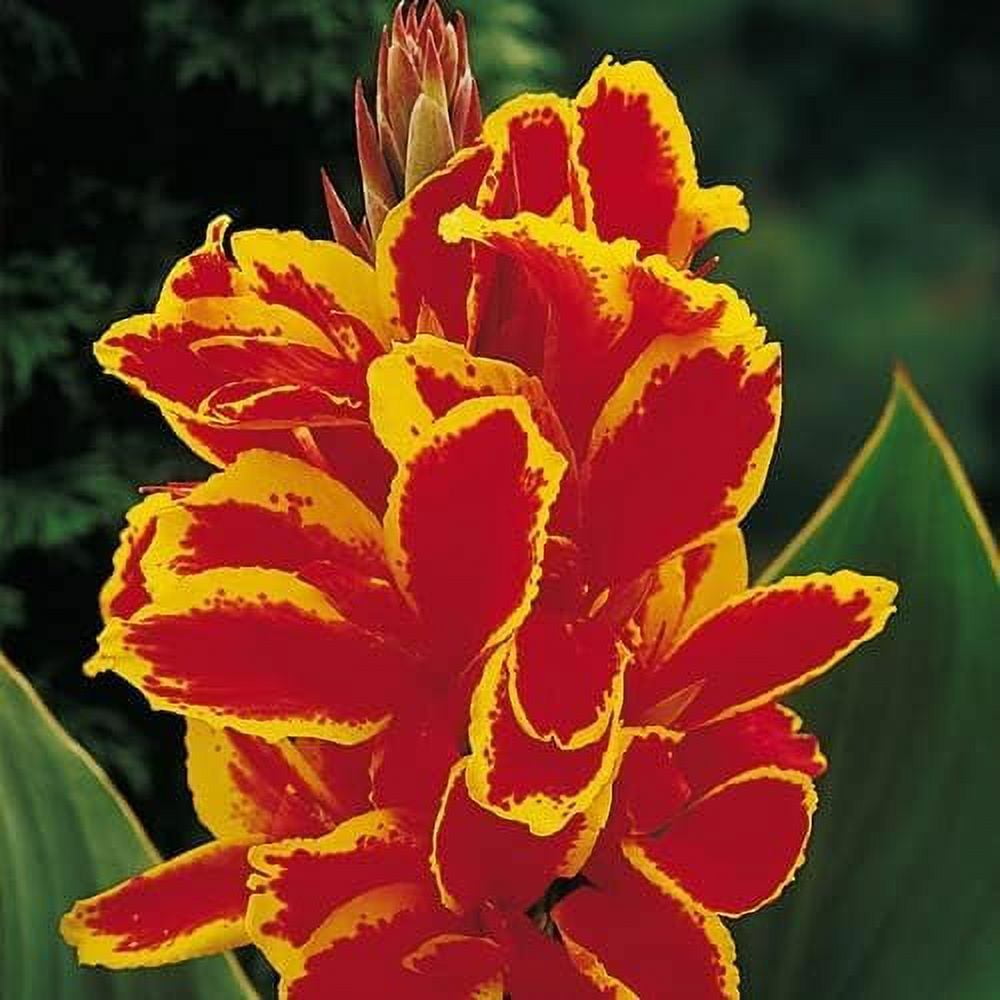 CZ Grain Lucifer Canna Lily Plant Bulbs (2 Count), Blooms All Season ...