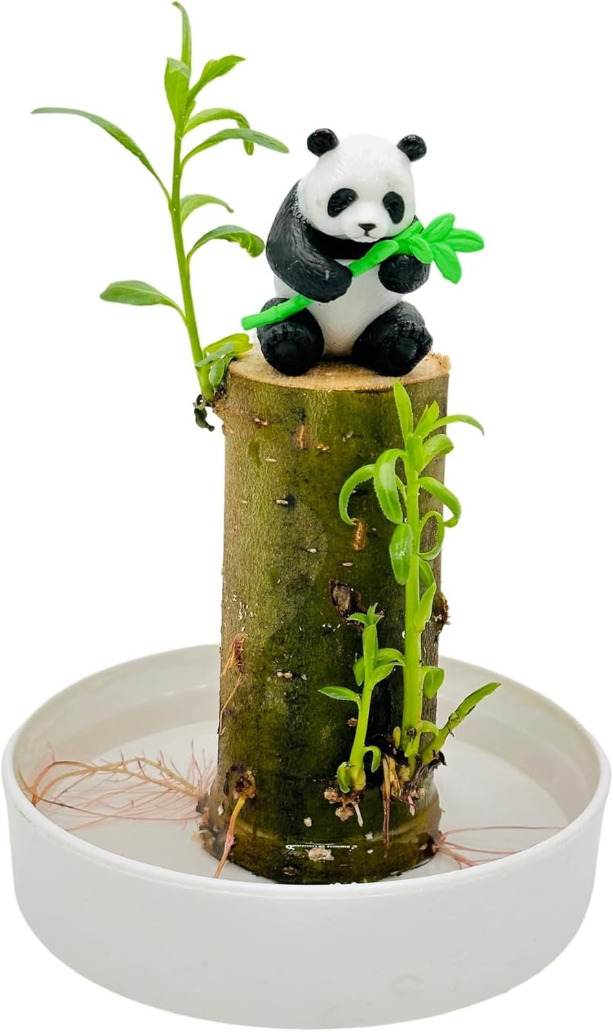 CZ Grain Lucky Bamboo Office Desk Planter and Panda - Thick Trunk ...