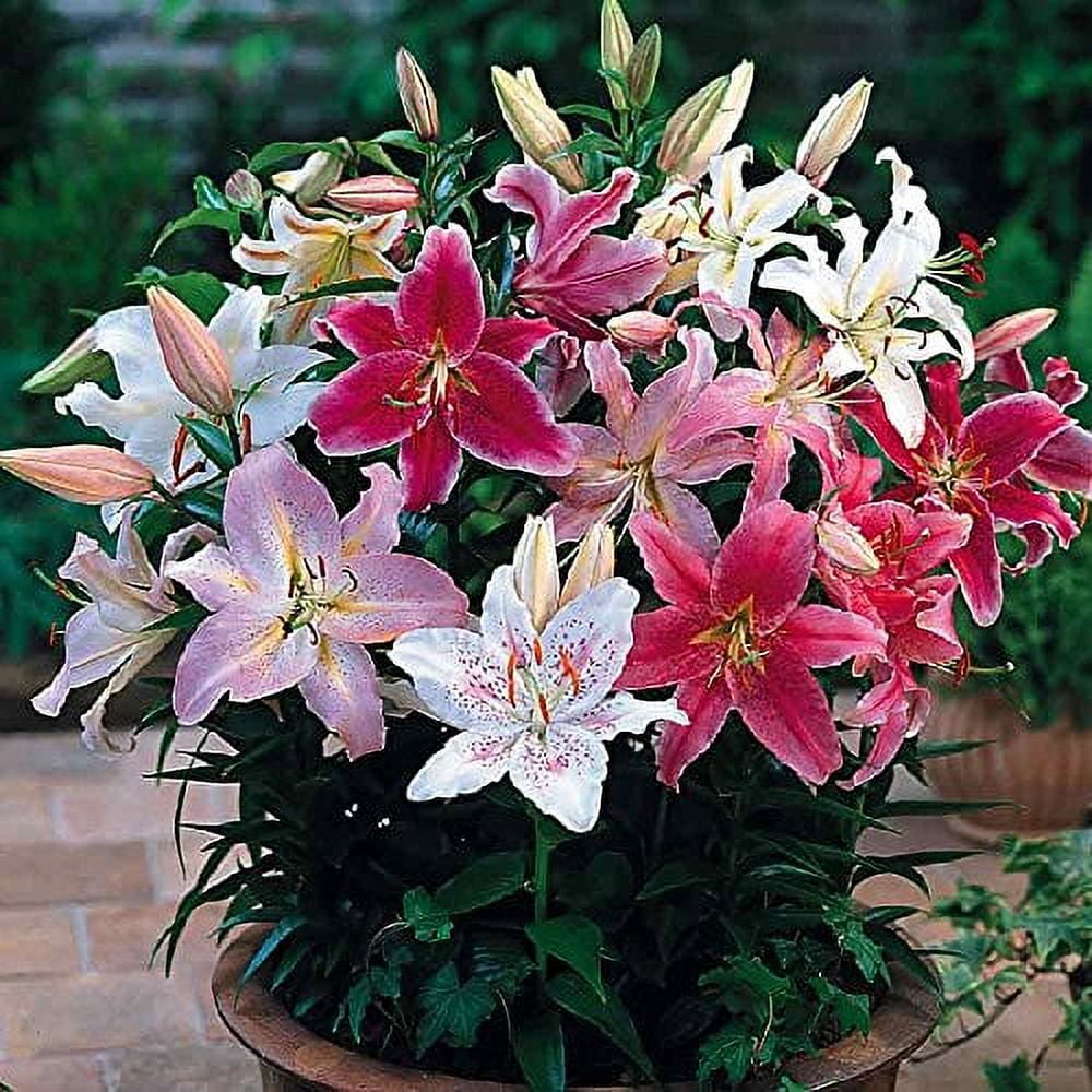 CZ Grain Mixed Oriental Lilies Plant Bulbs, Easy to Grow, Flowering ...