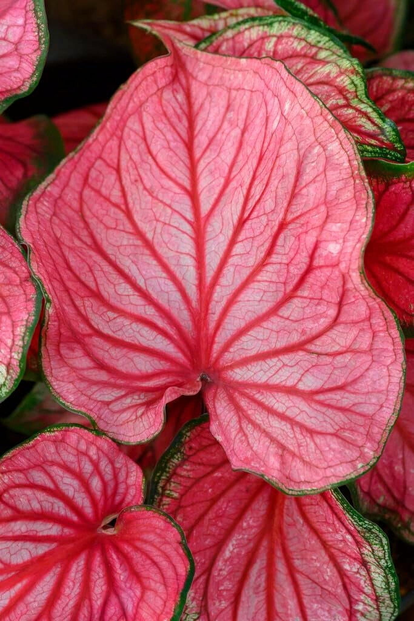 CZ Grain Pink Symphony Elephant Ears Caladium Bulbs (10 Count ...