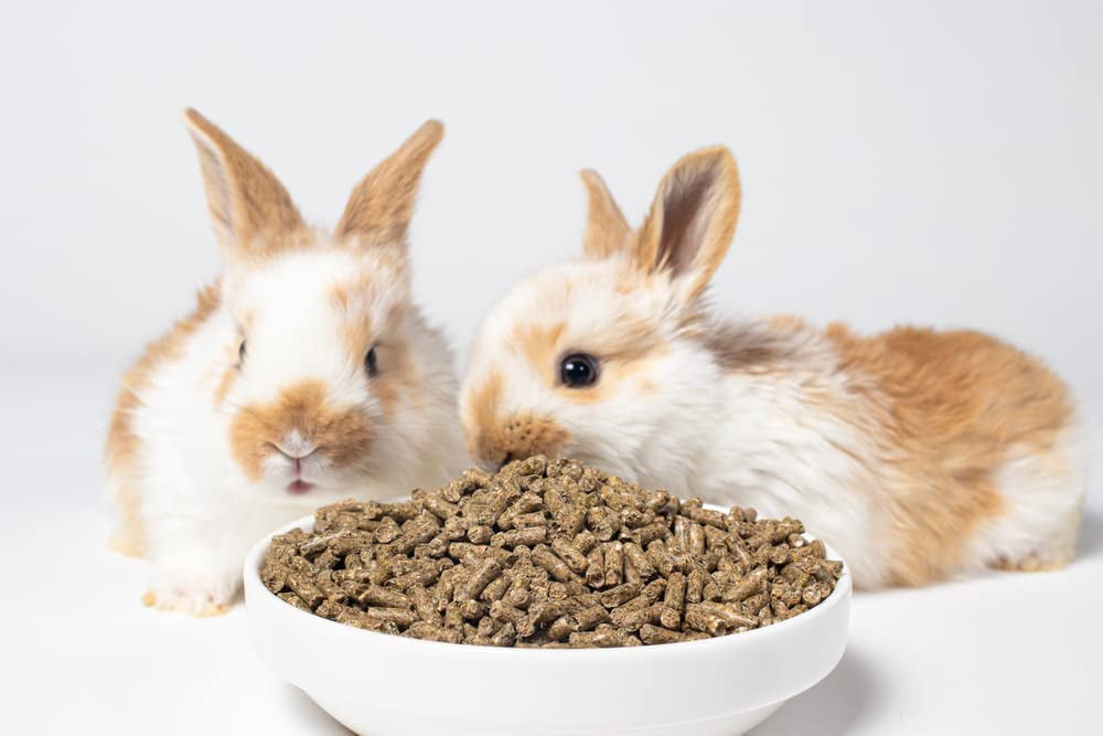 CZ Grain Premium Rabbit Pellets for Feeding - All Natural Adult Rabbit ...