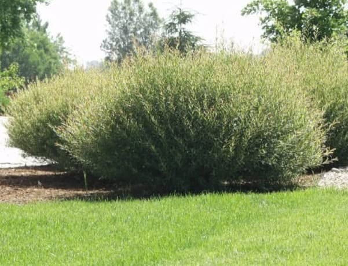 CZ Grain Purpleosier Willow Bush, Live Outdoor Shrub, Fast-Growing ...