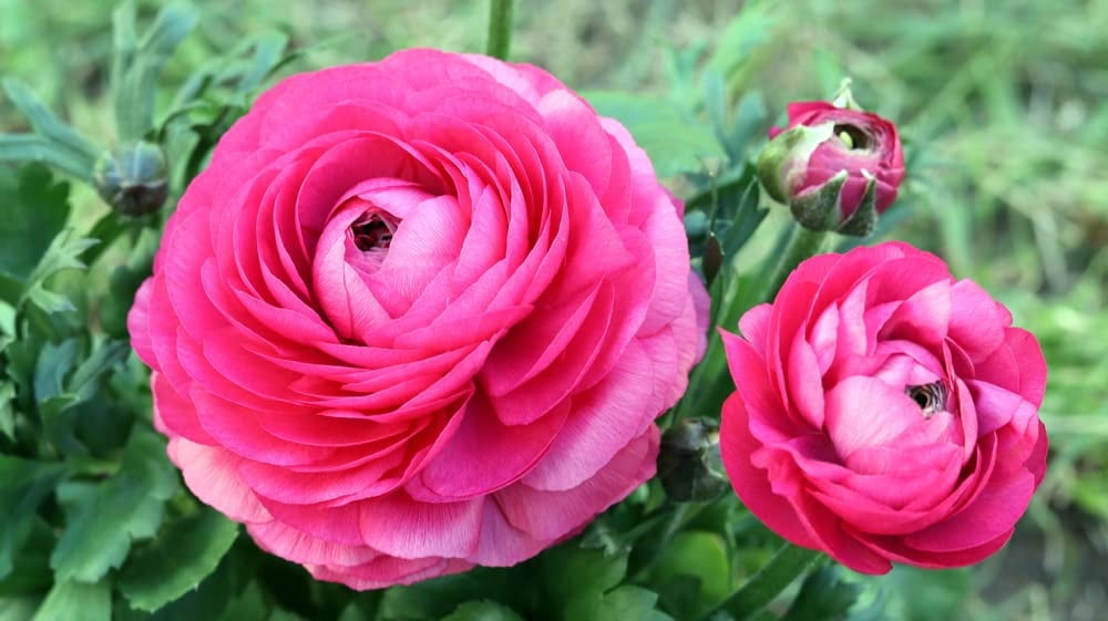 Pink Ranunculus Bulbs for Planting - Buttercup Flower -Plant in Gardens ...