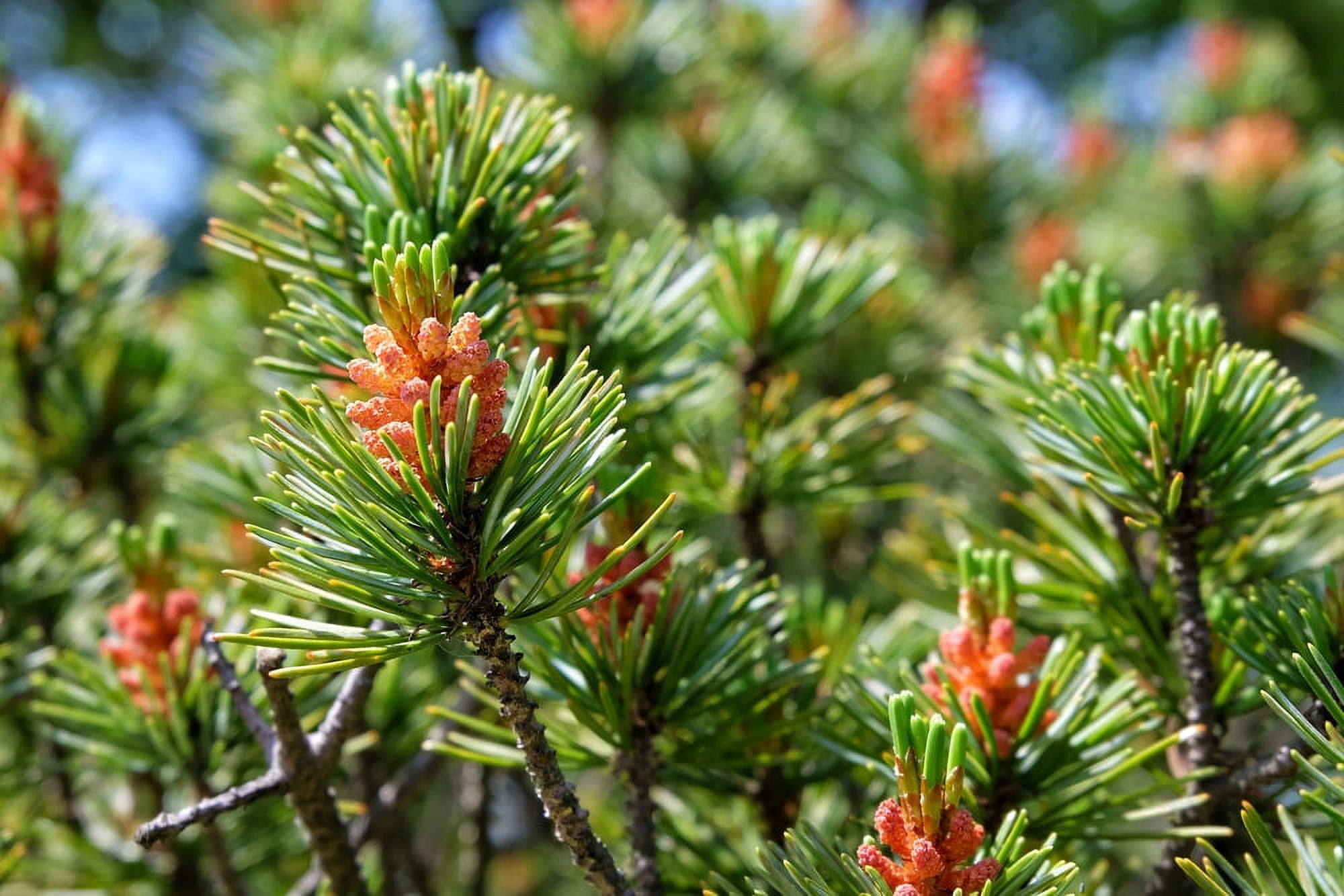 CZ Grain Red Pine Live Tree - Walmart.com