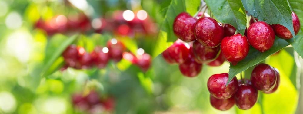 Prunus Avium Sweet Cherry Tree Seeds for Planting - Delicious Fruit ...