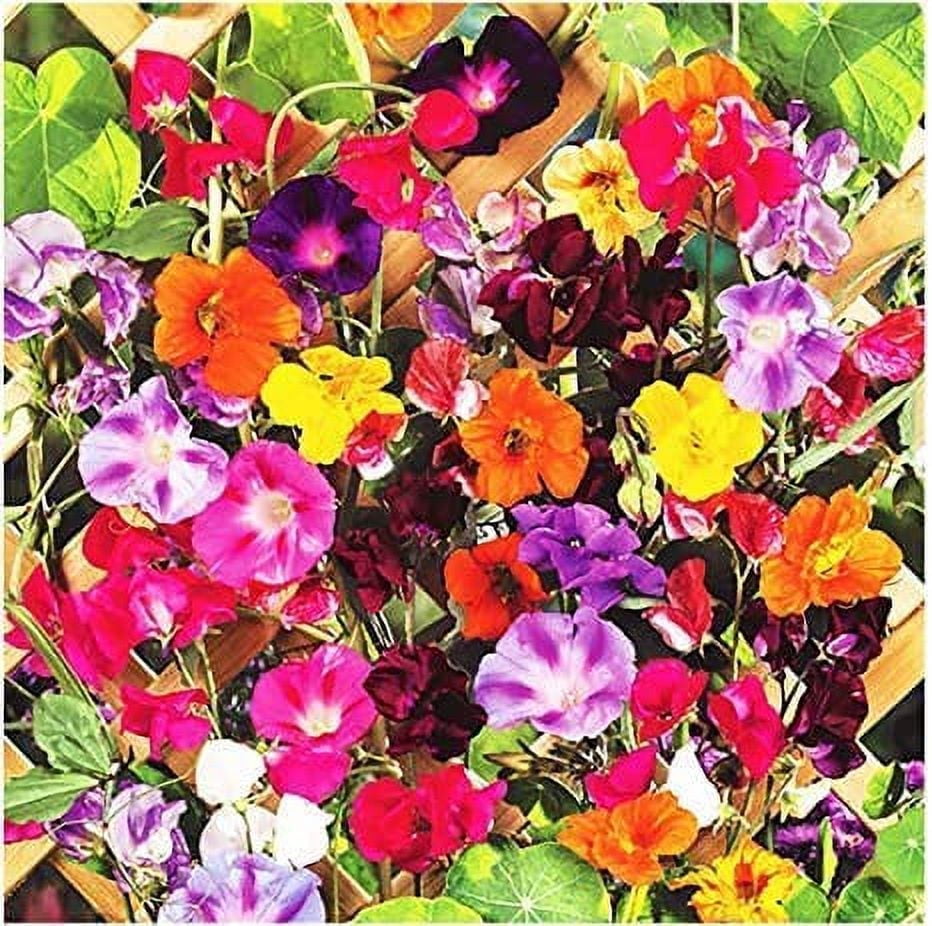 Vine Seeds for Planting - Grow Amazing Vines for Landscaping, Wall or ...