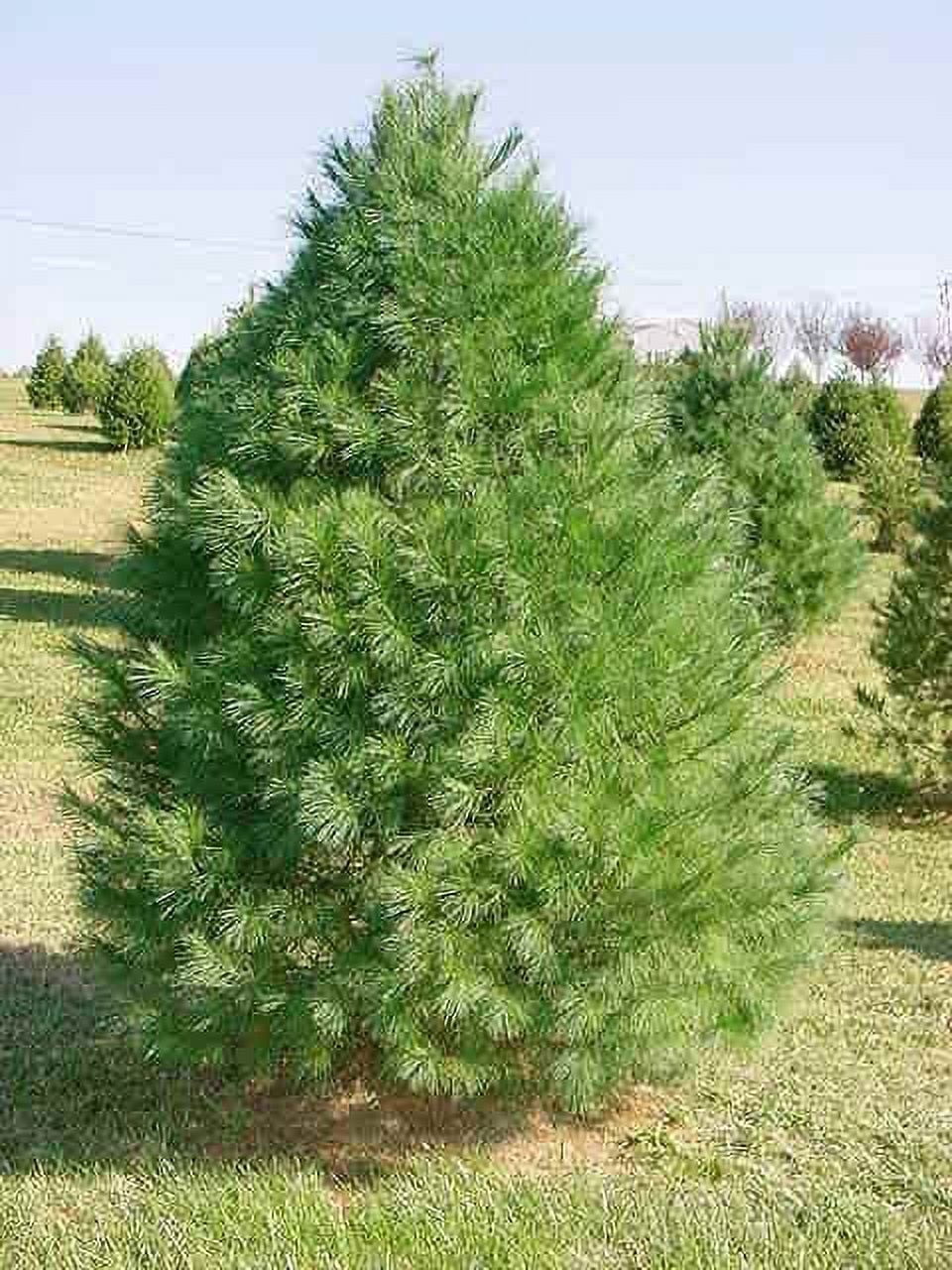 Eastern White Pine Tree Seedlings for Planting - Evergreen Tree ...