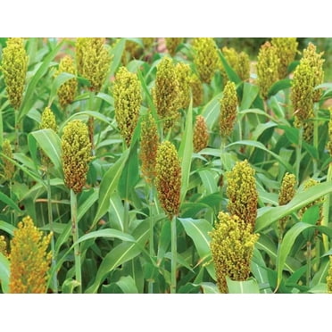 WGF Sorghum Seed - 5 Lbs. for Grain Planting, Bird-Resistant and Ideal ...