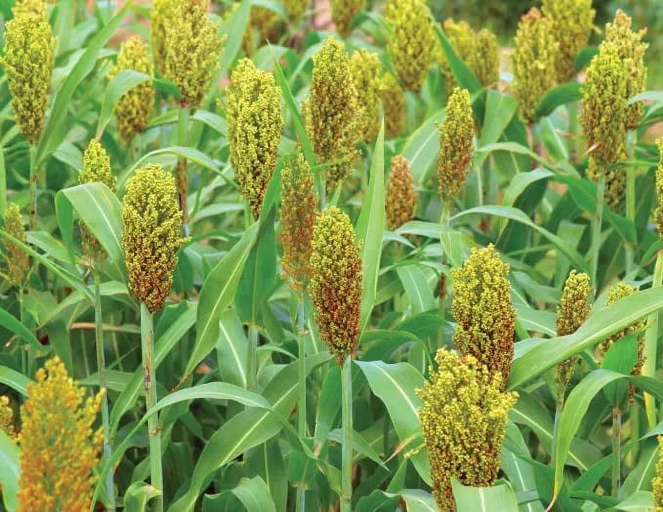 CZ Grain Wild Game Sorghum Seeds for Planting - Premium Food Plot Milo ...