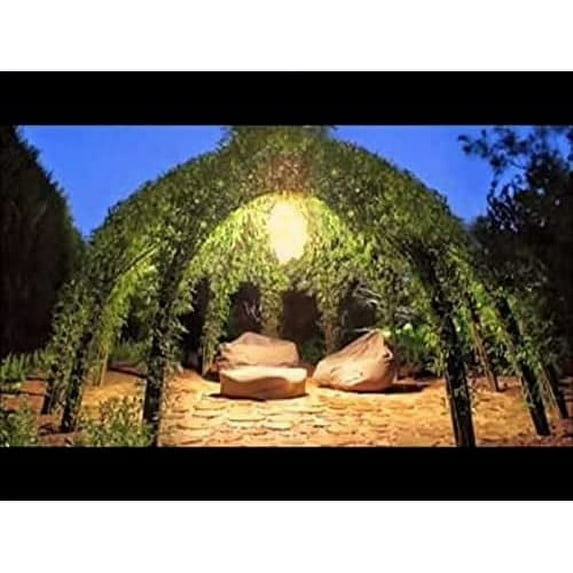 CZ Grain, Grow a Willow Structure Kit, 10 Fast-Growing Willow Hybrid ...