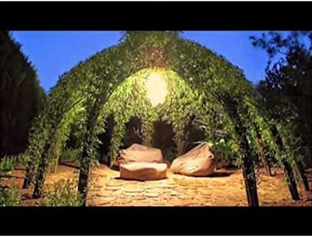 Fastest Growing Living Willow Structure - 10 Aussie Willow Hybrid Trees ...