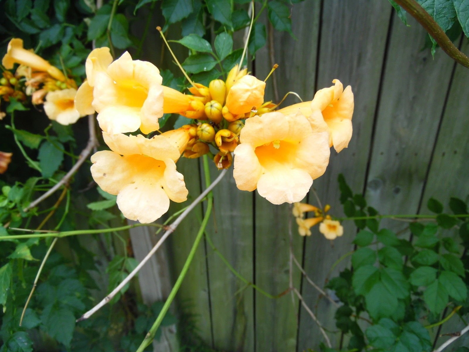 CZ Grain Yellow Hummingbird Trumpet Vine Seeds, Hardy Garden Plant ...