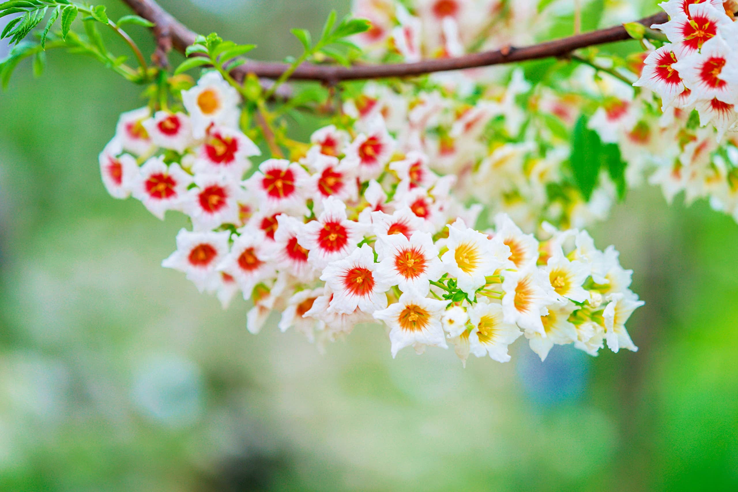 Yellowhorn Bush Seeds for Planting - Exotic Blooms All Season ...