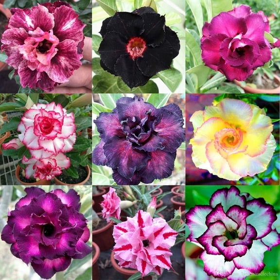 Desert Rose Plants and Bulbs for Garden and Indoor Decoration
