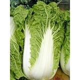 Cabbage Chinese Michihili Heirloom Vegetable 2,000 Seeds - Walmart.com