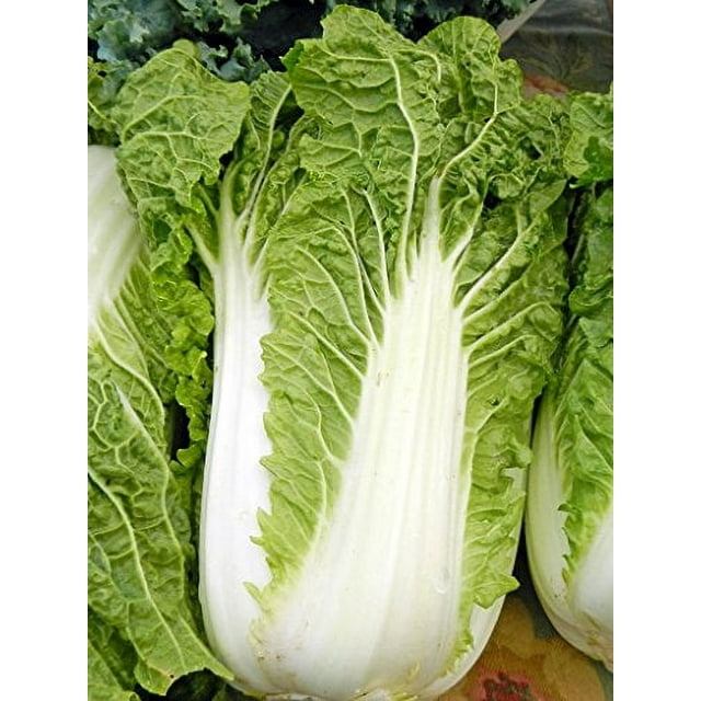 Cabbage Chinese Michihili Heirloom Vegetable 2,000 Seeds - Walmart.com